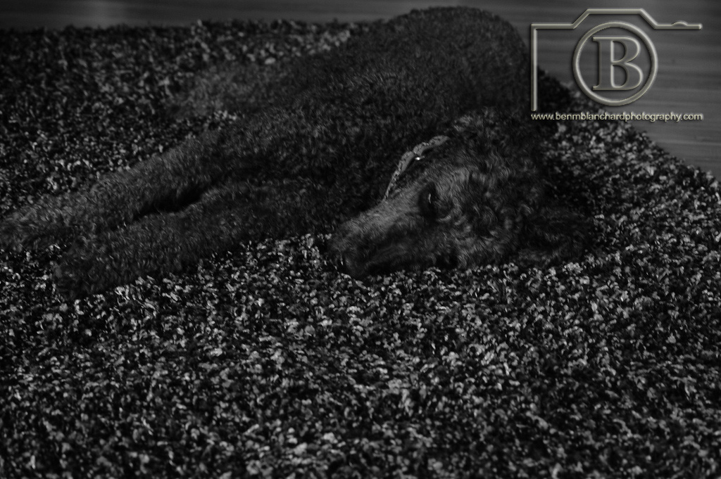Poodle Rug | Blanchard Photography